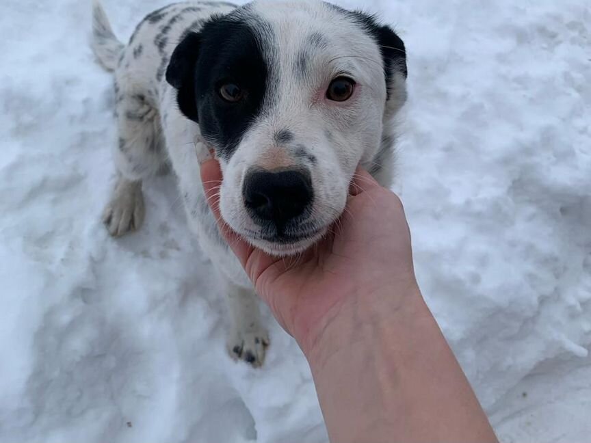 Дворовый пёс