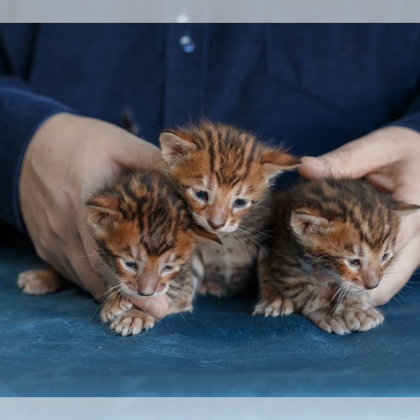 Котёнок от частного владельца