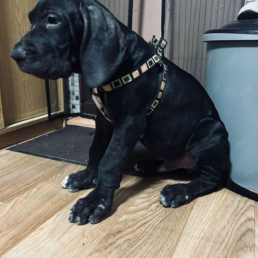 Немецкий дог