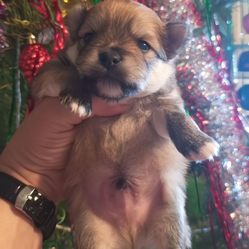 Померанский шпиц, щенок