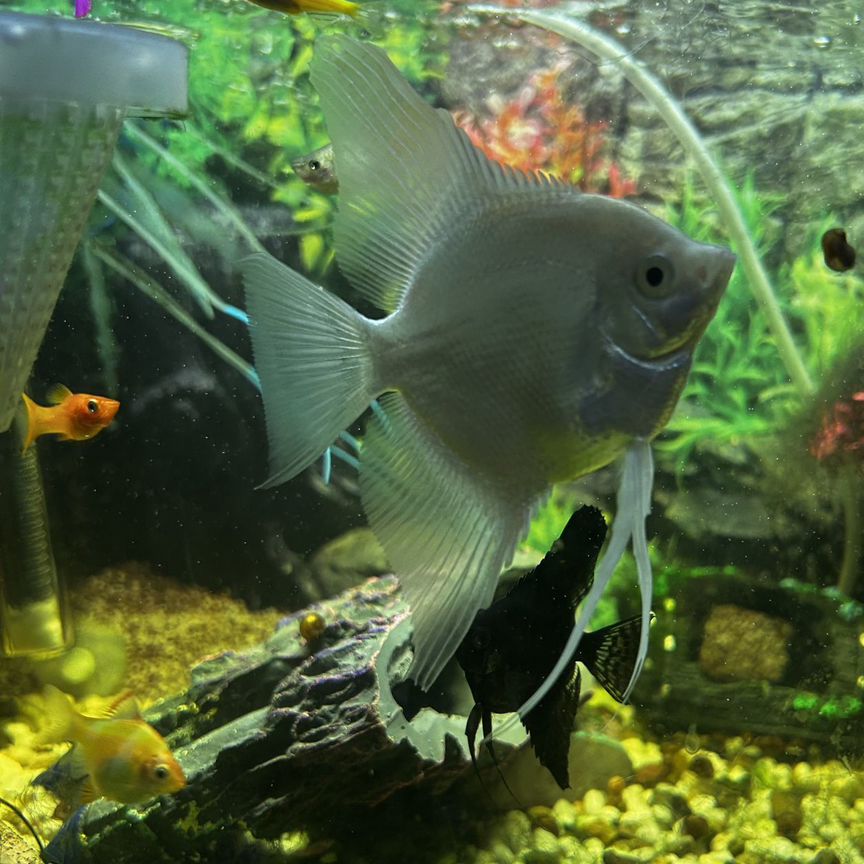 Рыбки скалярии