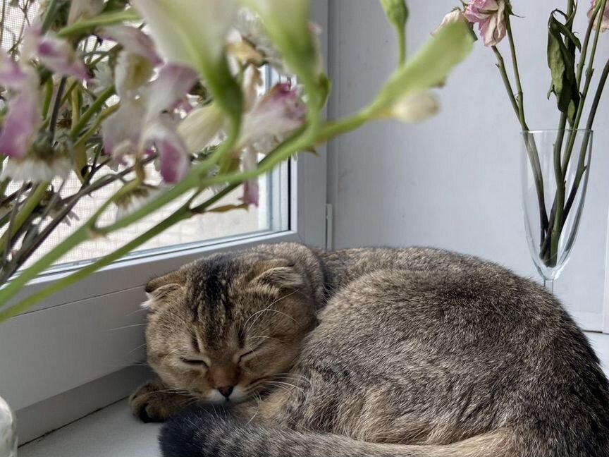 Шотландский вислоухий кот шиншилла