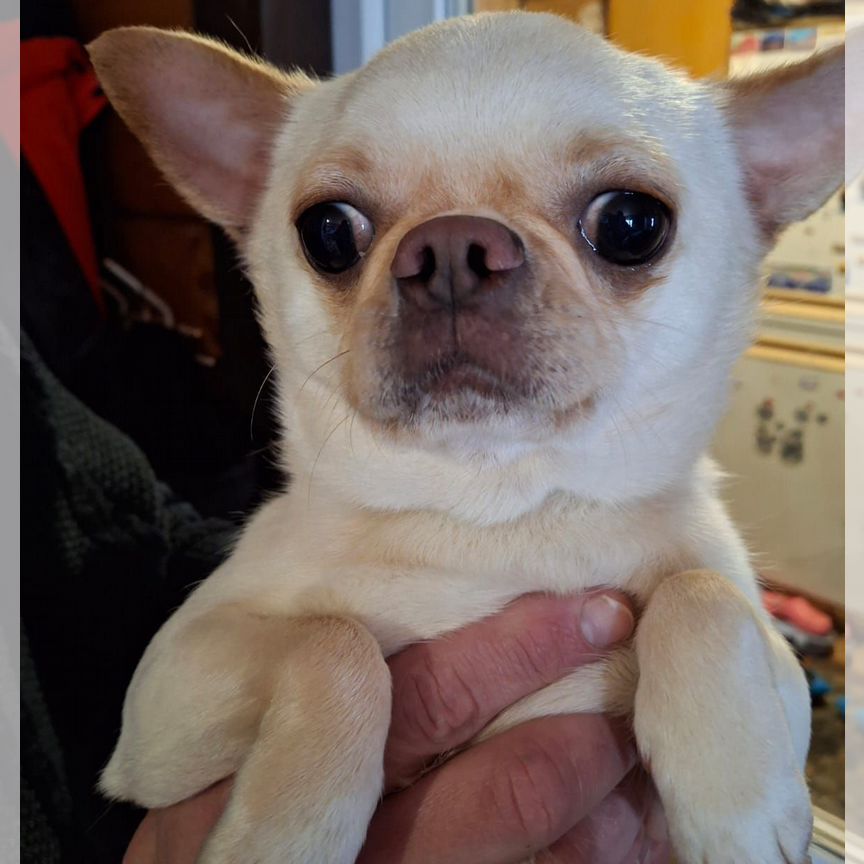 Чихуахуа кобель