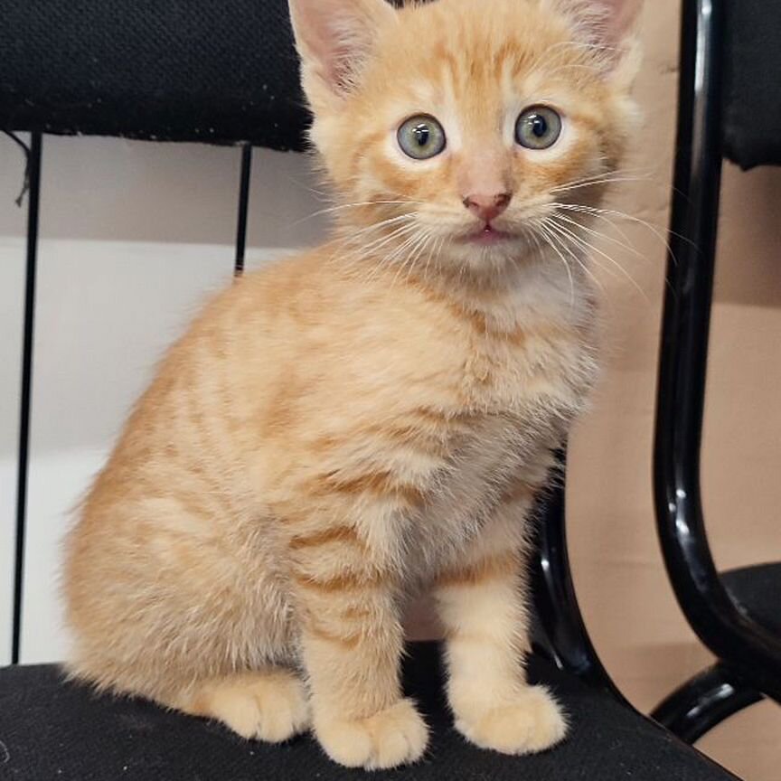 Рыжий котик