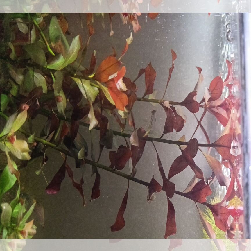 Людвигия ползучая рубин