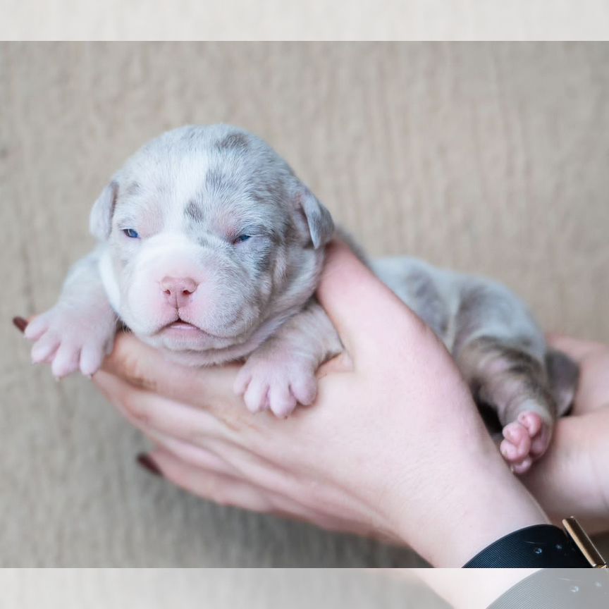 Американский булли покет