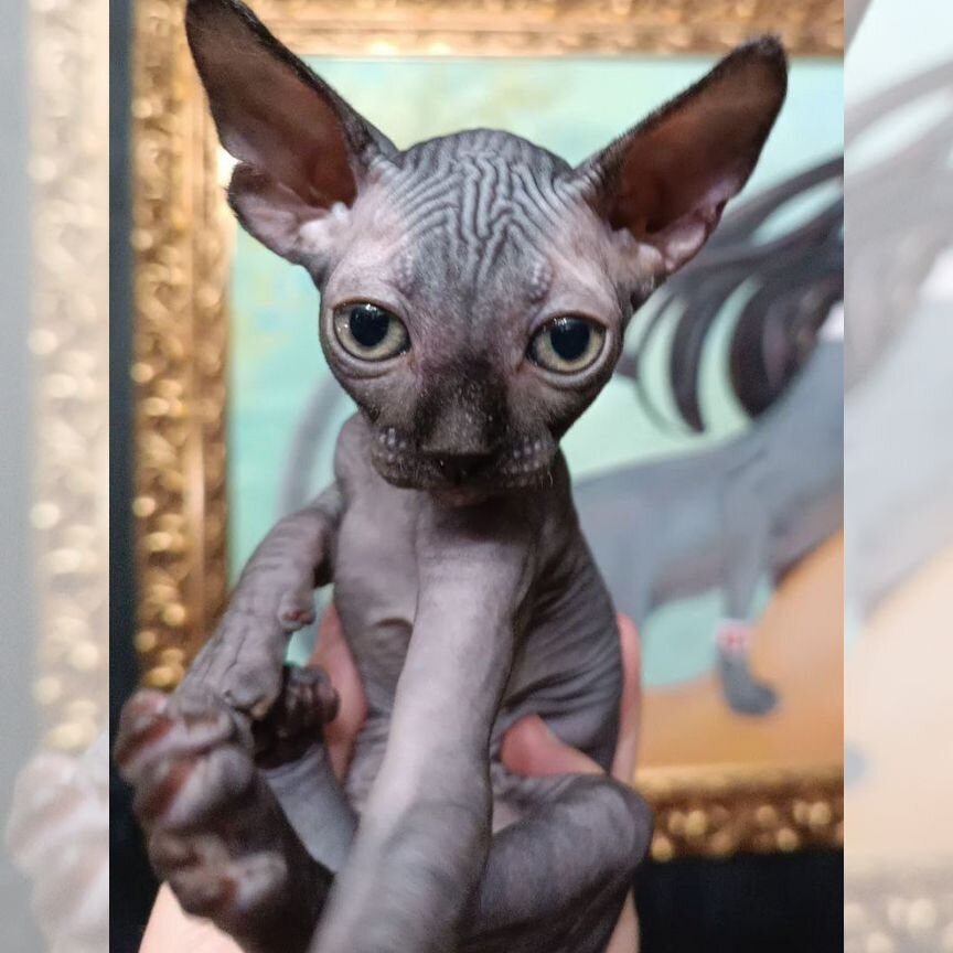 Канадский сфинкс котёнок