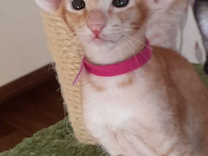 Ориентальные котята