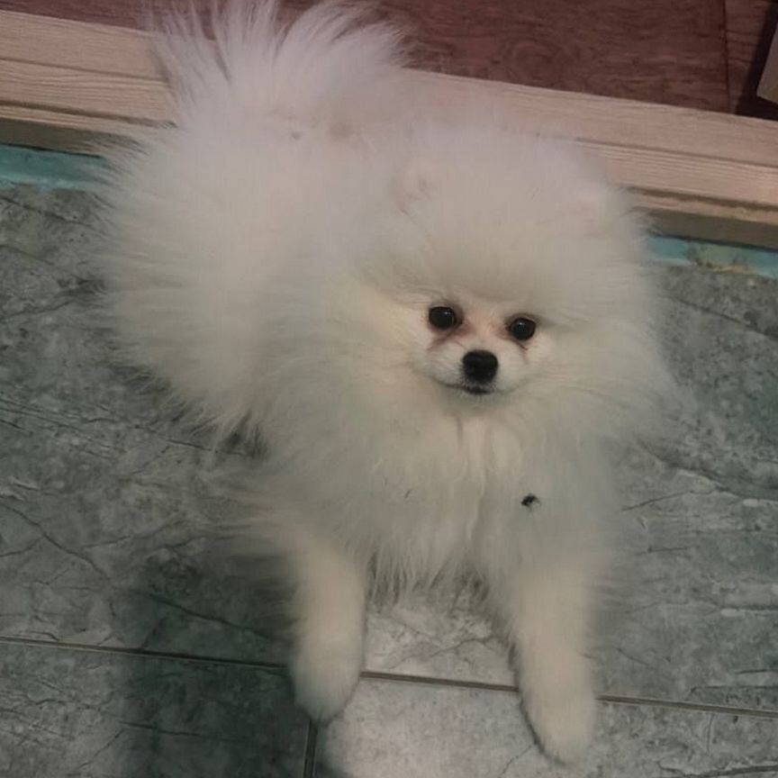 Немецкий шпиц, щенок