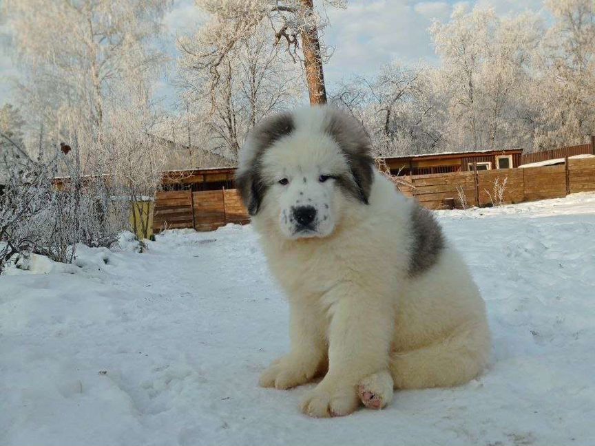 Кавказская овчарка