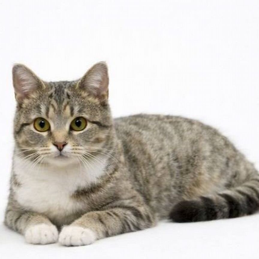 Взрослая, кошка в добрые руки