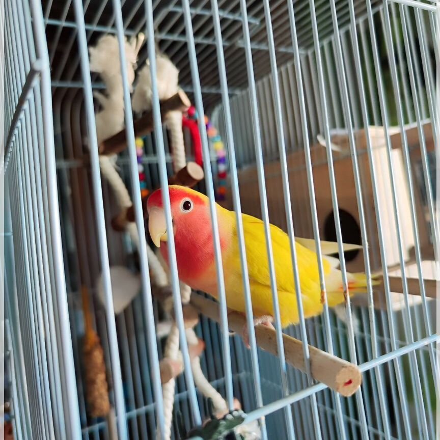 Попугай неразлучники