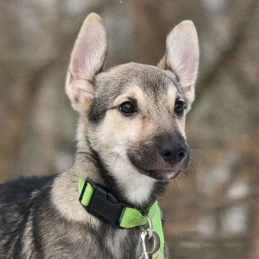 Щенок в добрые руки