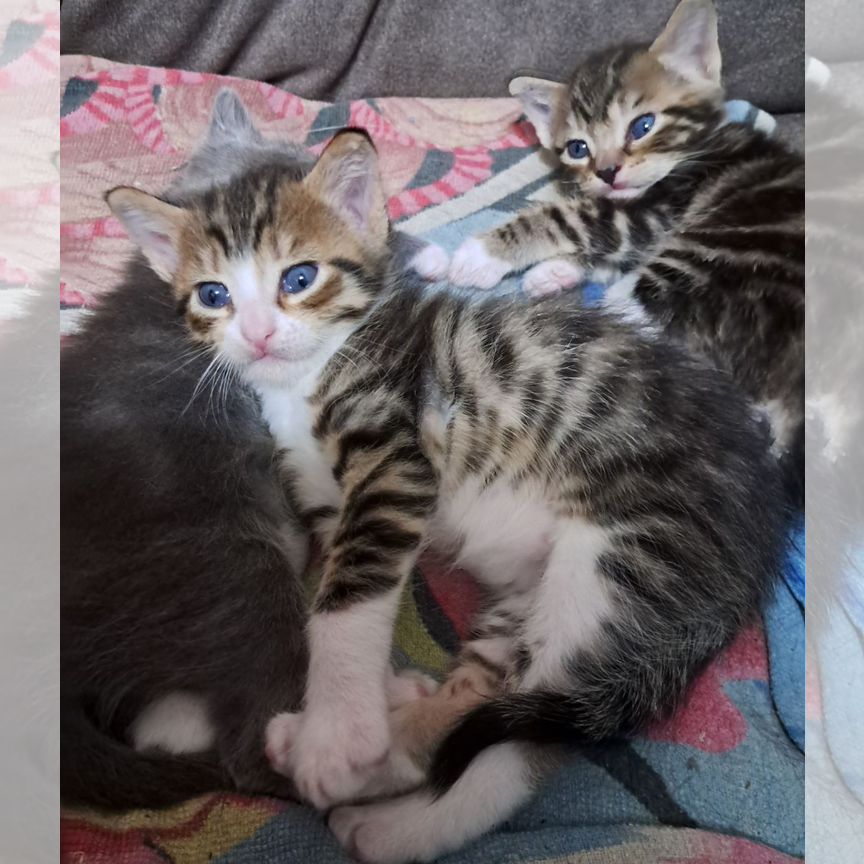 Котёнок от частного владельца