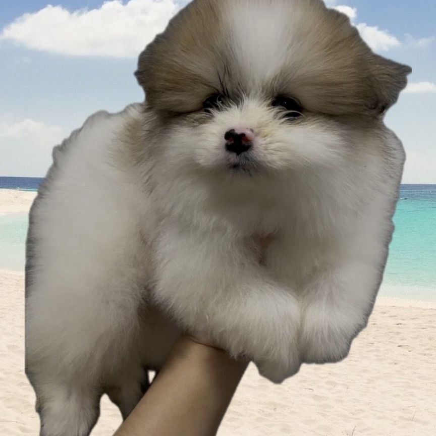 Померанский шпиц, щенок