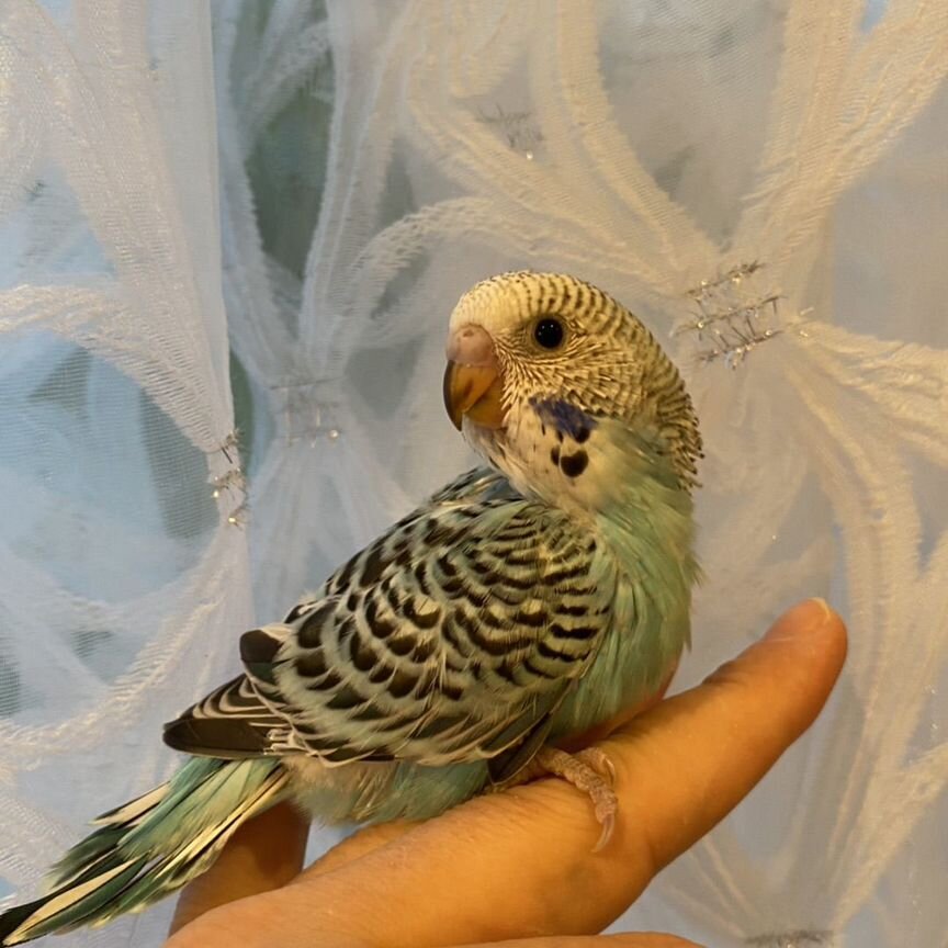 Птенцы чехи получехи