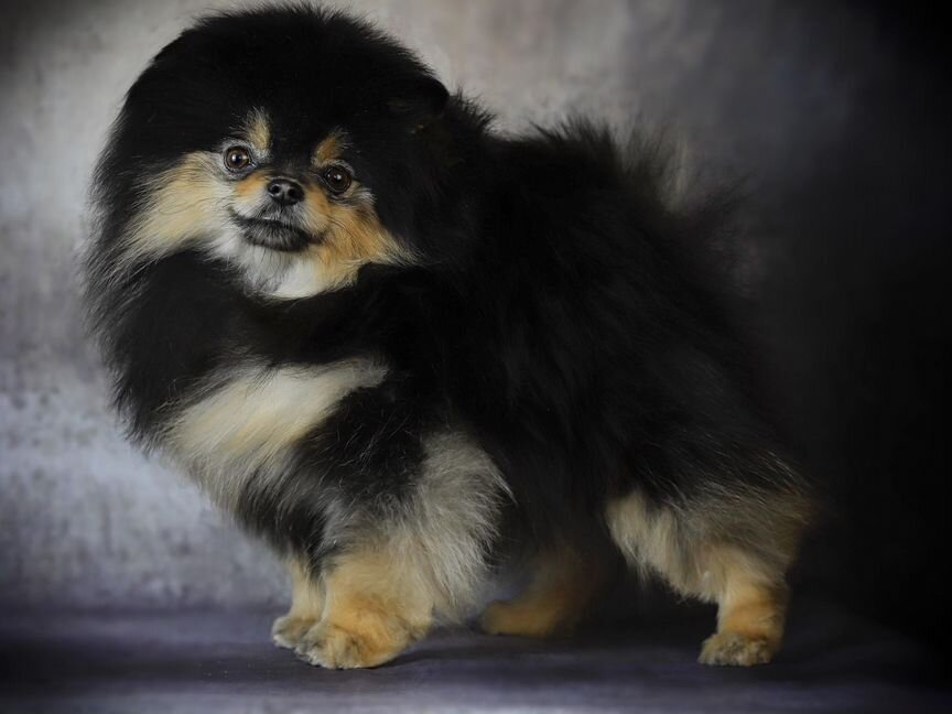 Померанский шпиц. Подросток Мальчик