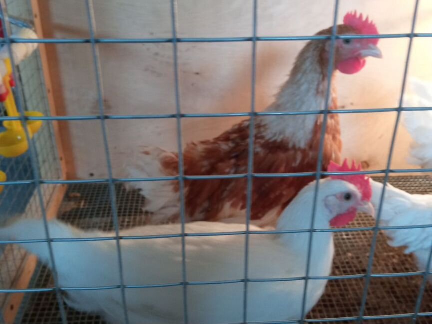 Молодые петухи