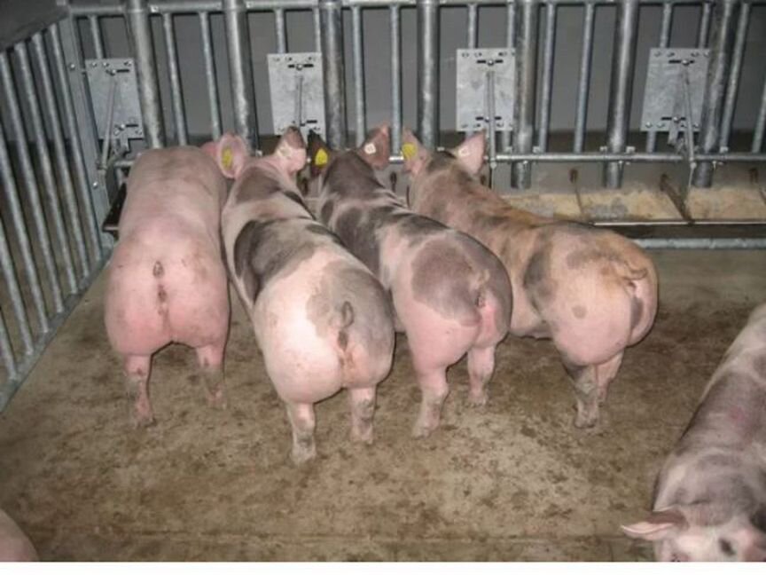 Семя хряка для лпх