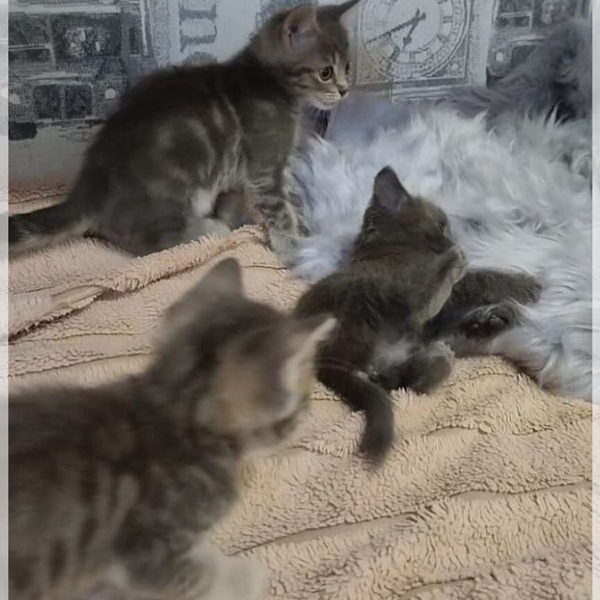 Котёнок девочка 2 месяца