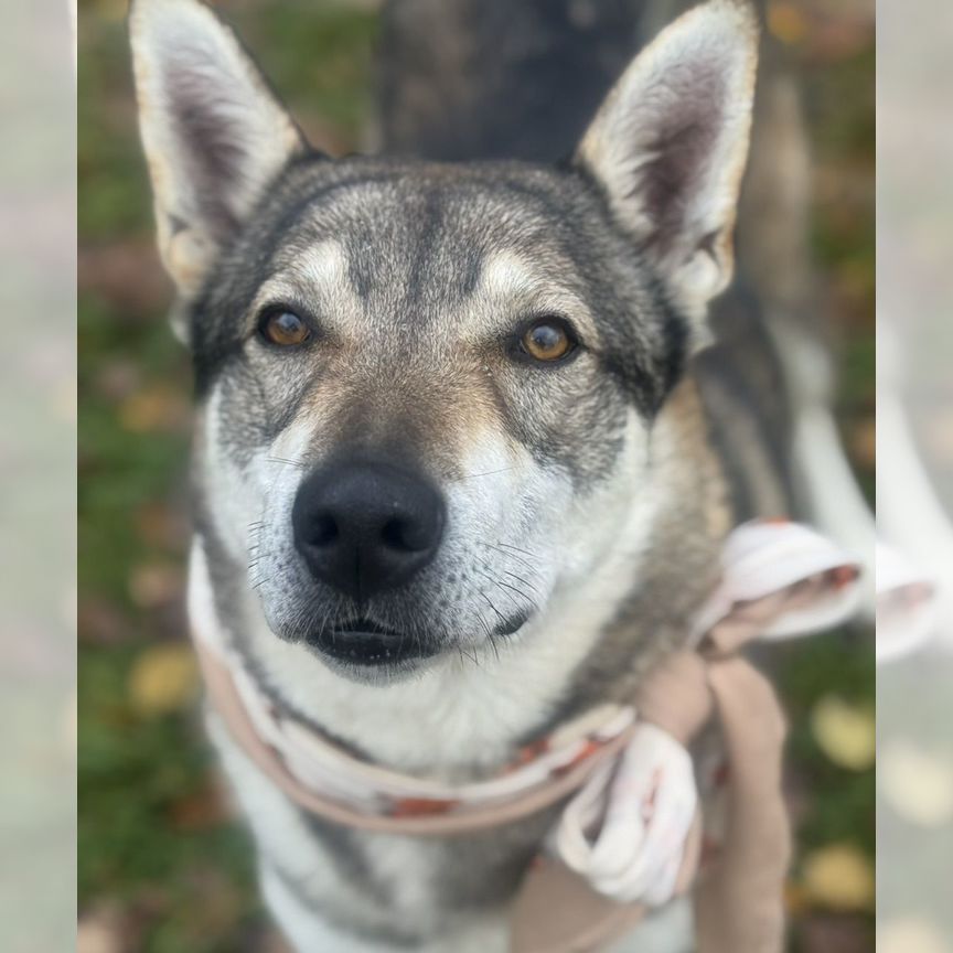 Взрослая собака в добрые руки