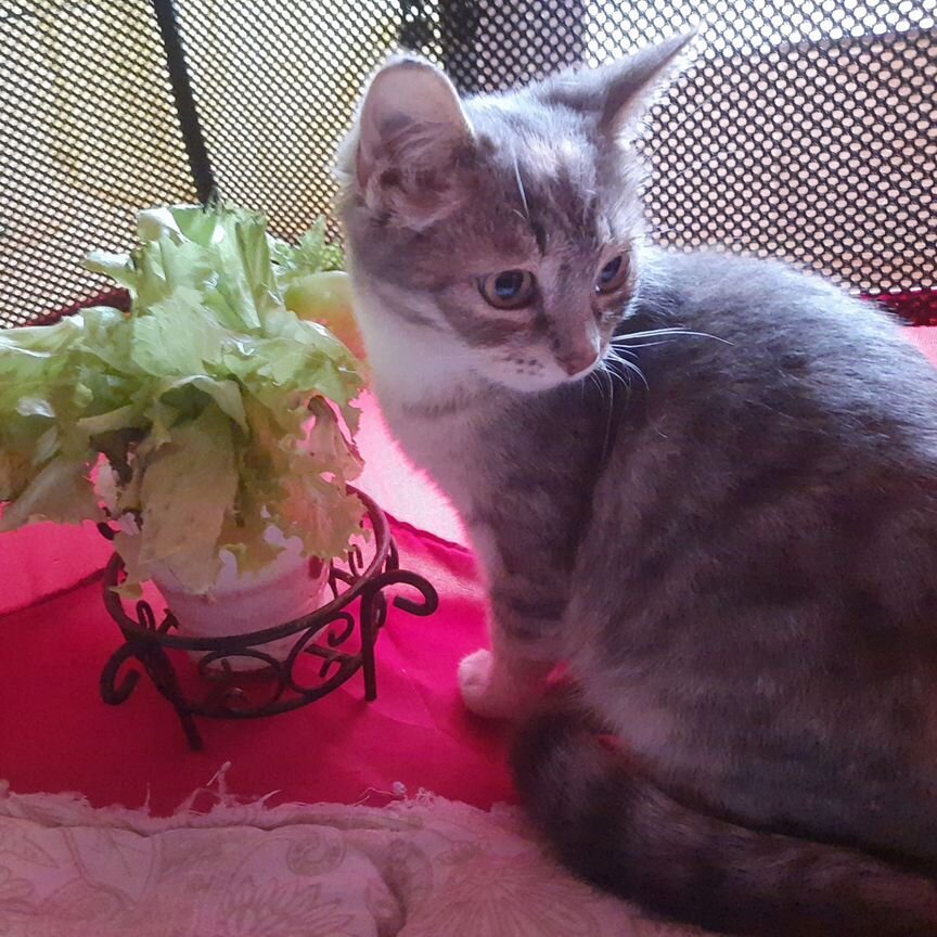 Котенок девочка