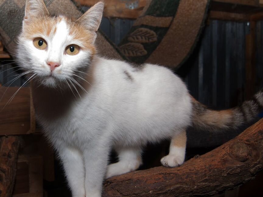 Миниатюрная Ксюша