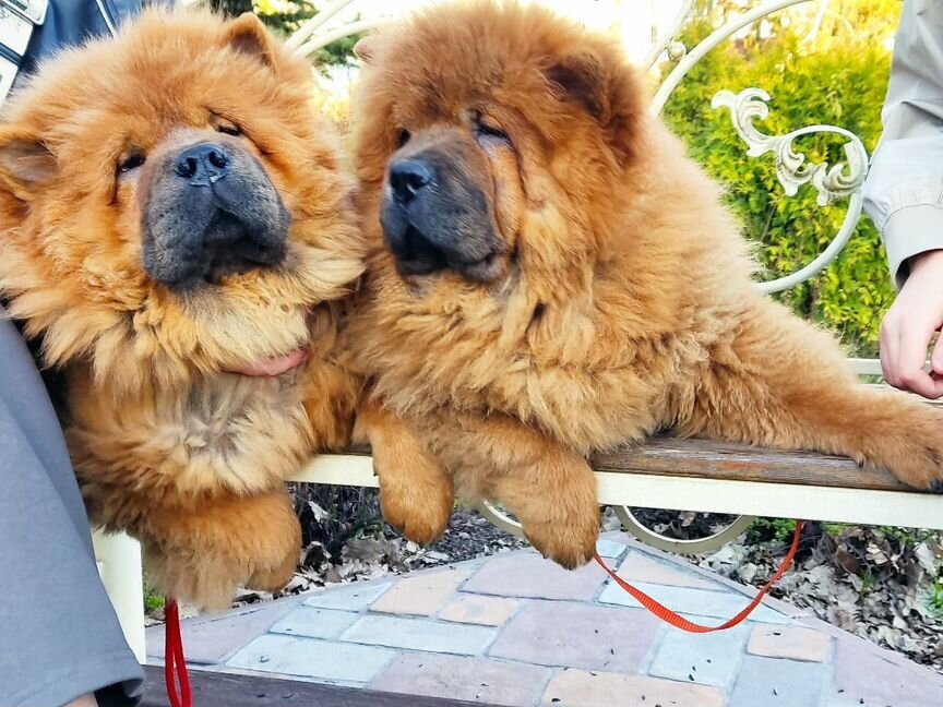 Щенки чау-чау chow chow