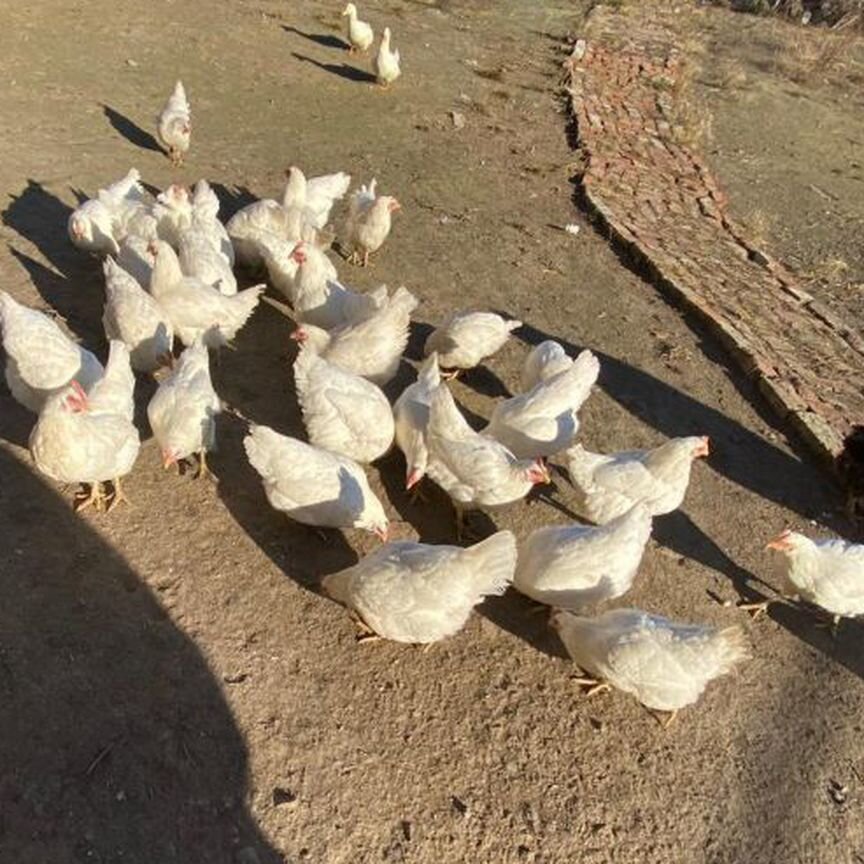 Курицы несушки домашние