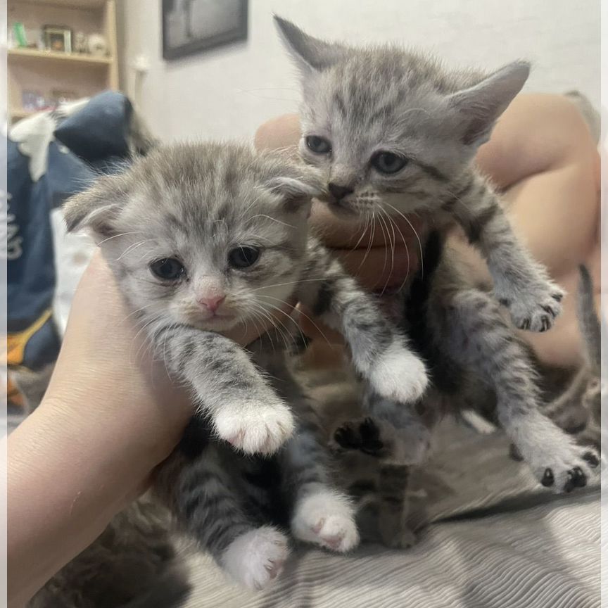 Британский короткошёрстный котёнок