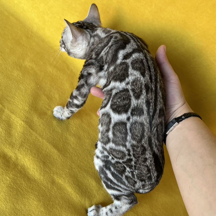 Бенгалские котята в серебряном окрасе
