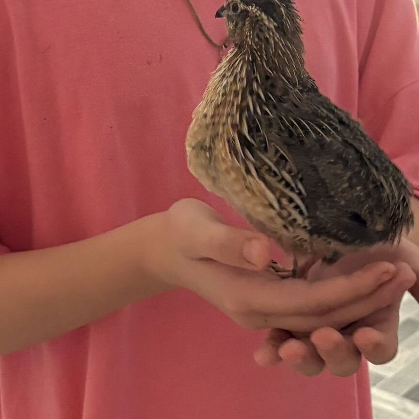 Отдам самца перепела