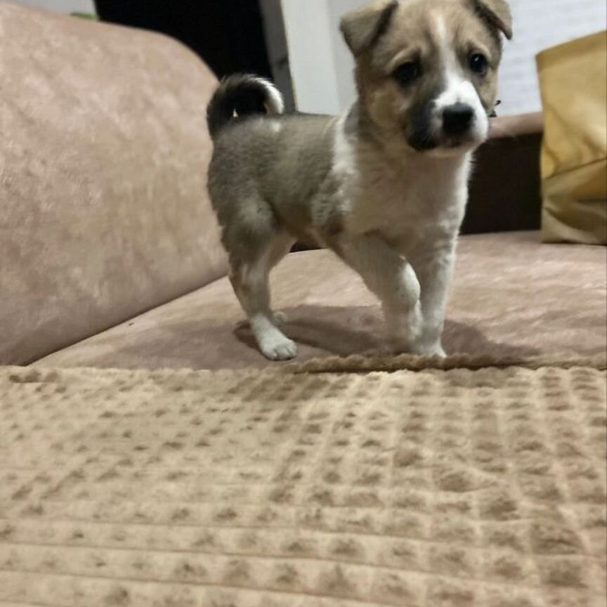 Щеночек девочка в добрые руки