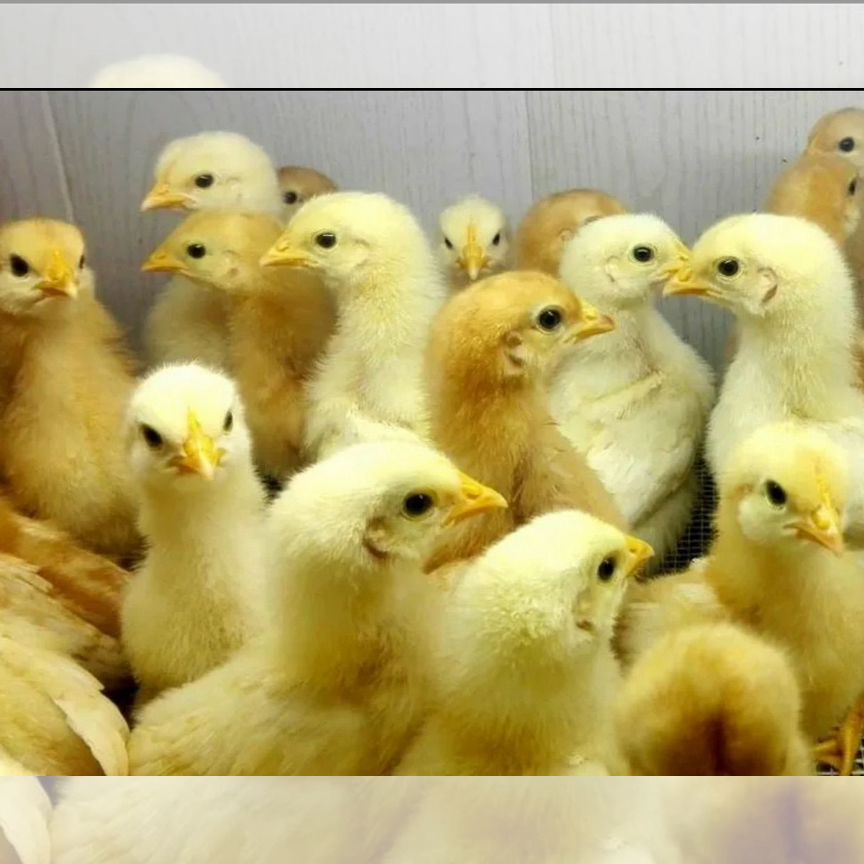 Цыпленок суточный