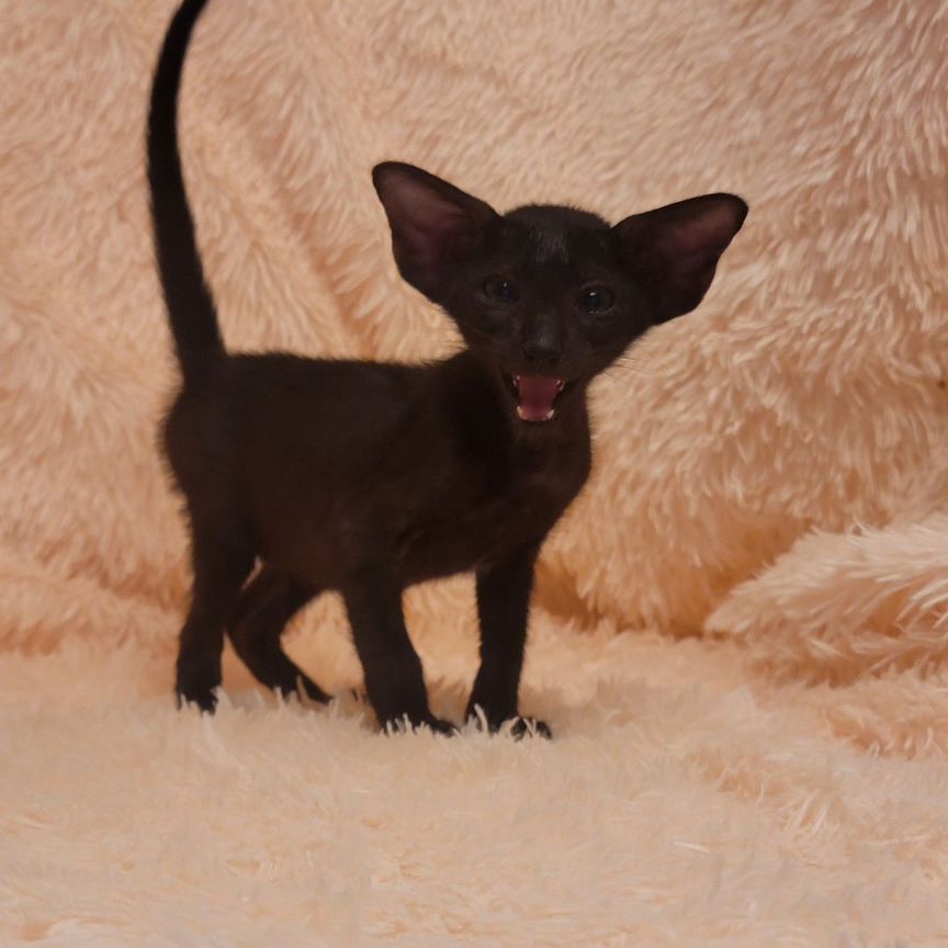 Ориентальный котёнок