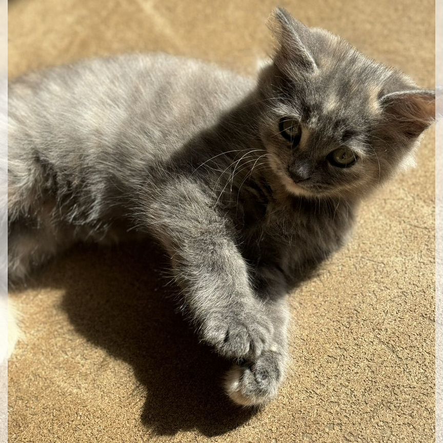 Котенок метис шотландца