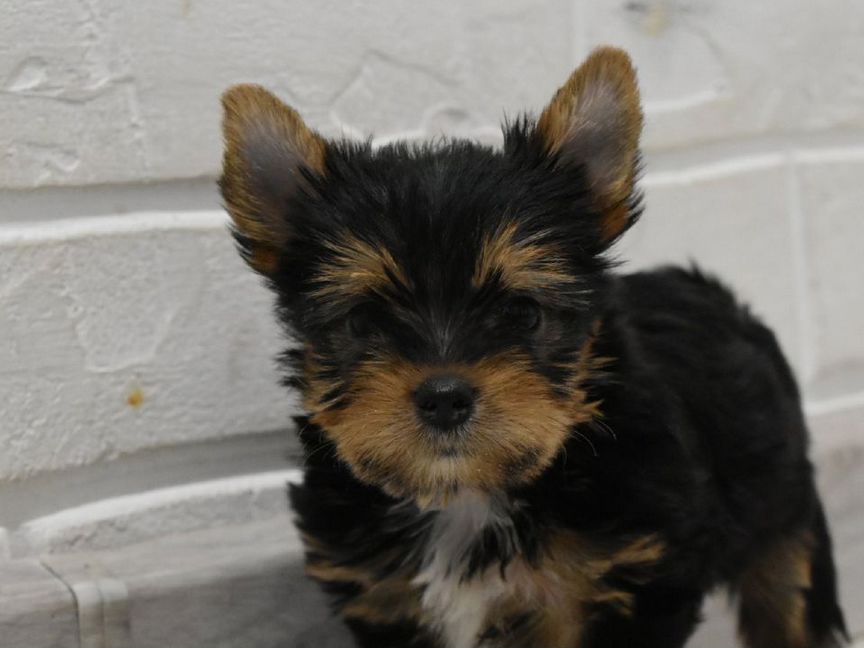 Праздничное чудо