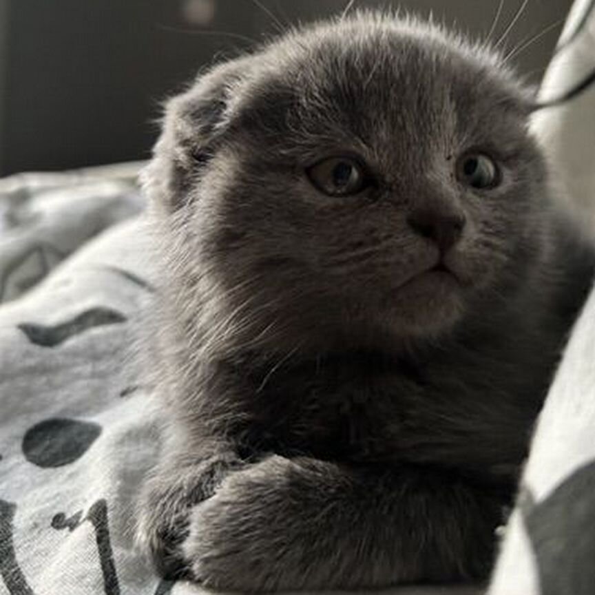 Шотландский котенок мальчик