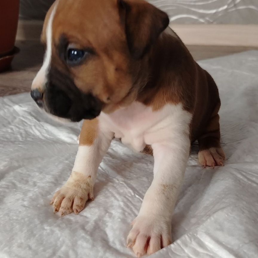 Американский стаффордширский терьер, щенок