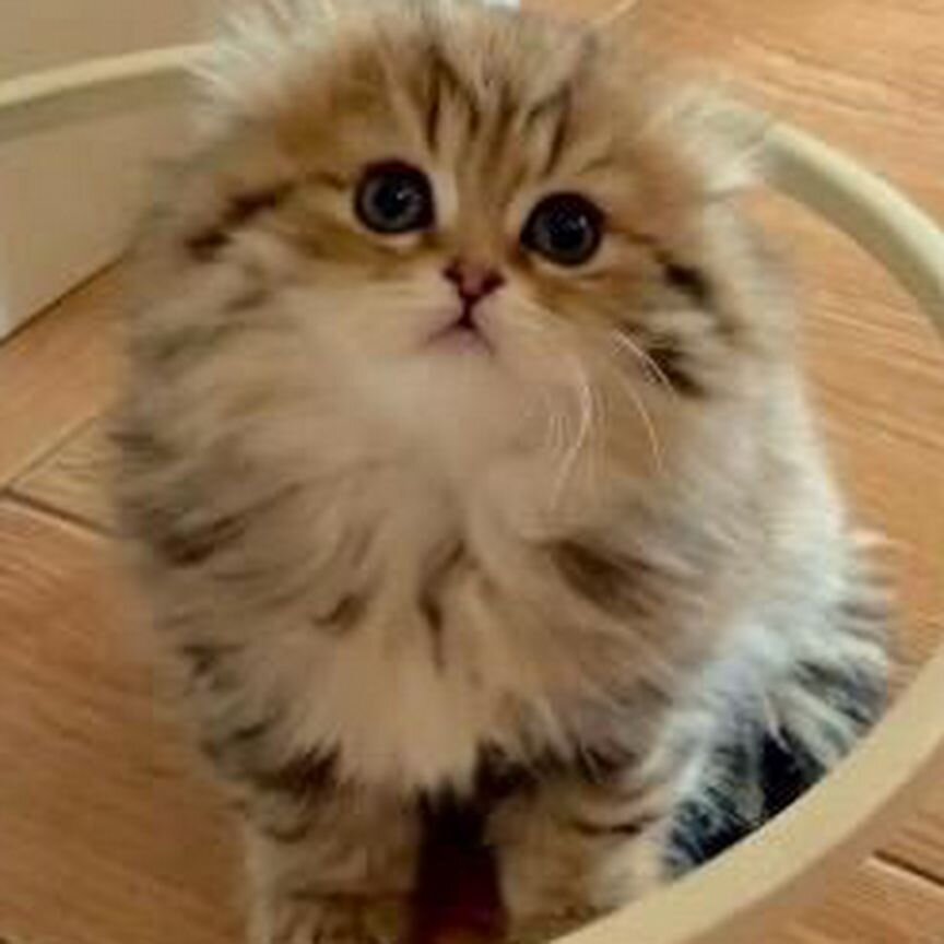 Шотландские котята вислоух добр руки докум клуб