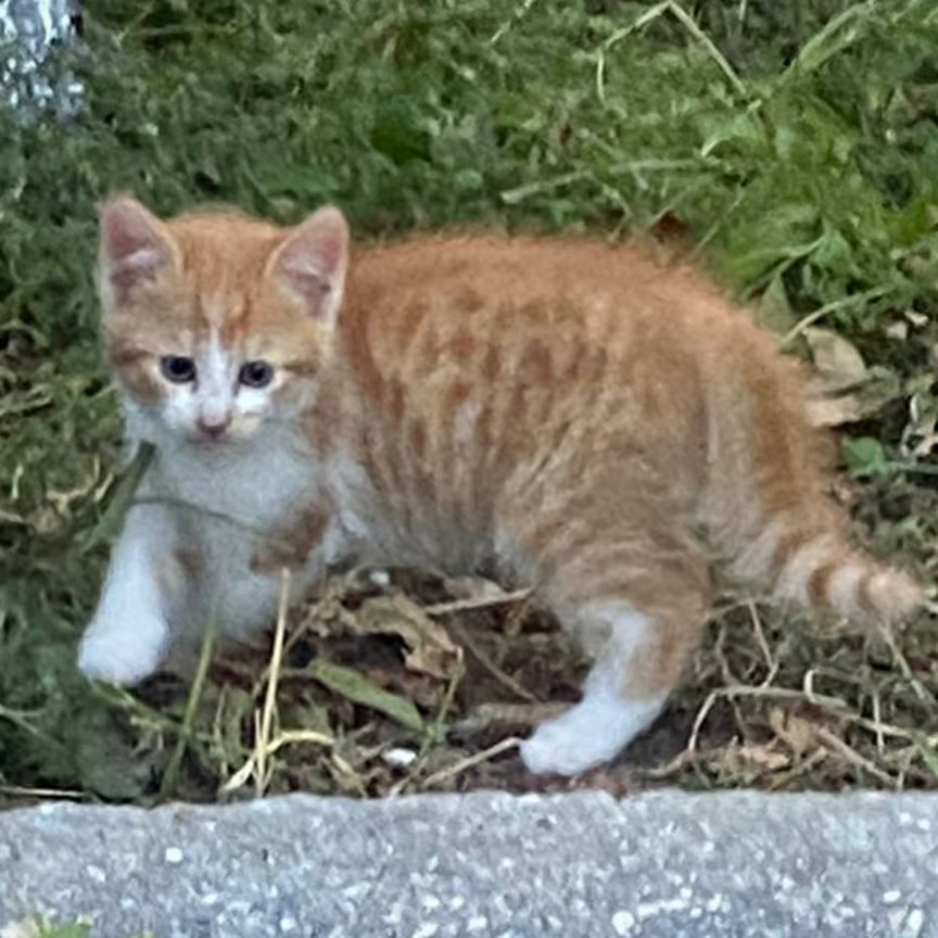 Котенок бесплатно