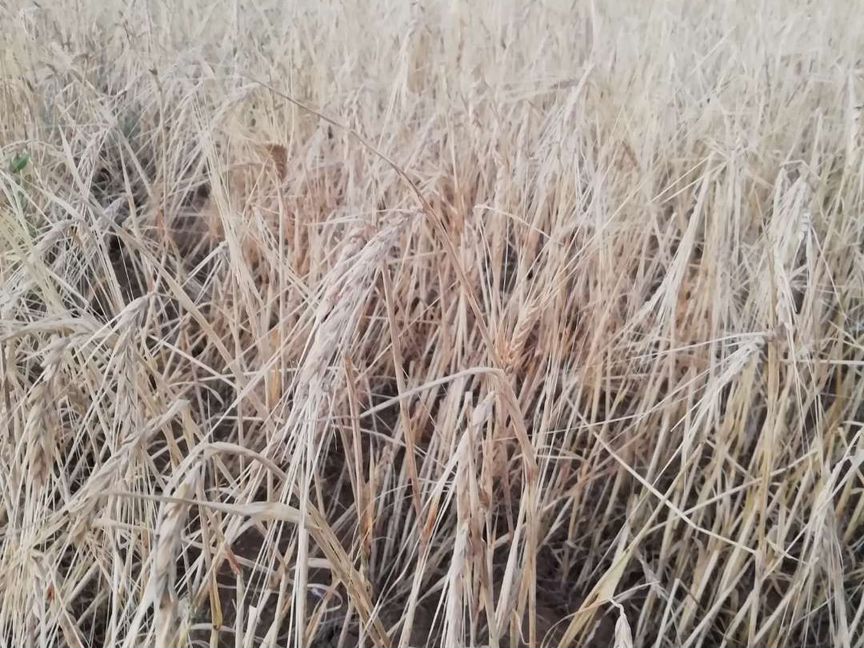 Ячмень, овёс