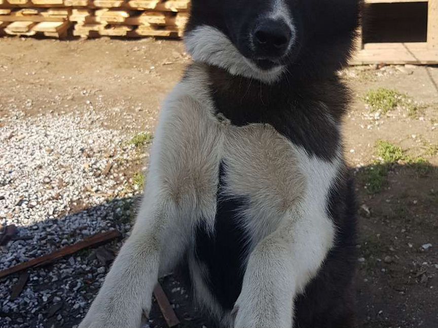 Вязка Хаски