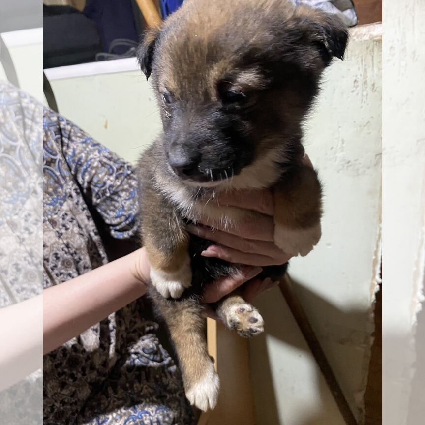 Щенок в добрые руки