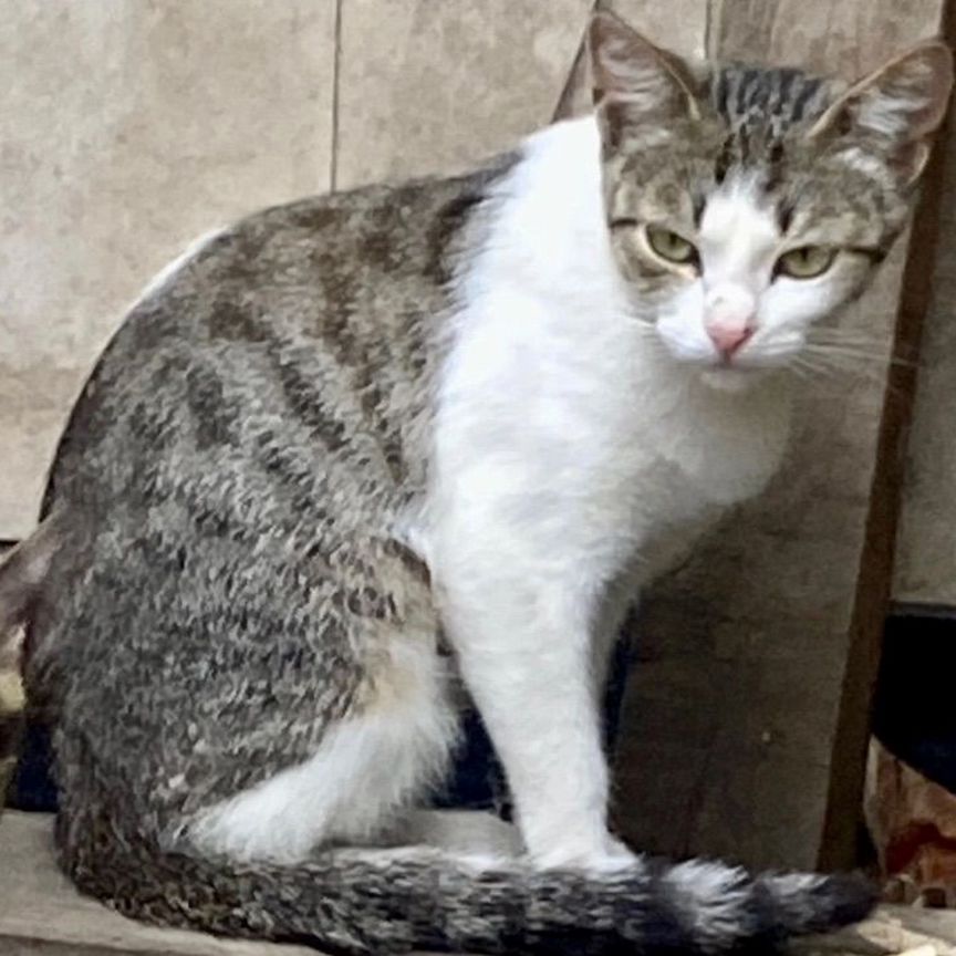 Кошечке очень нужен дом