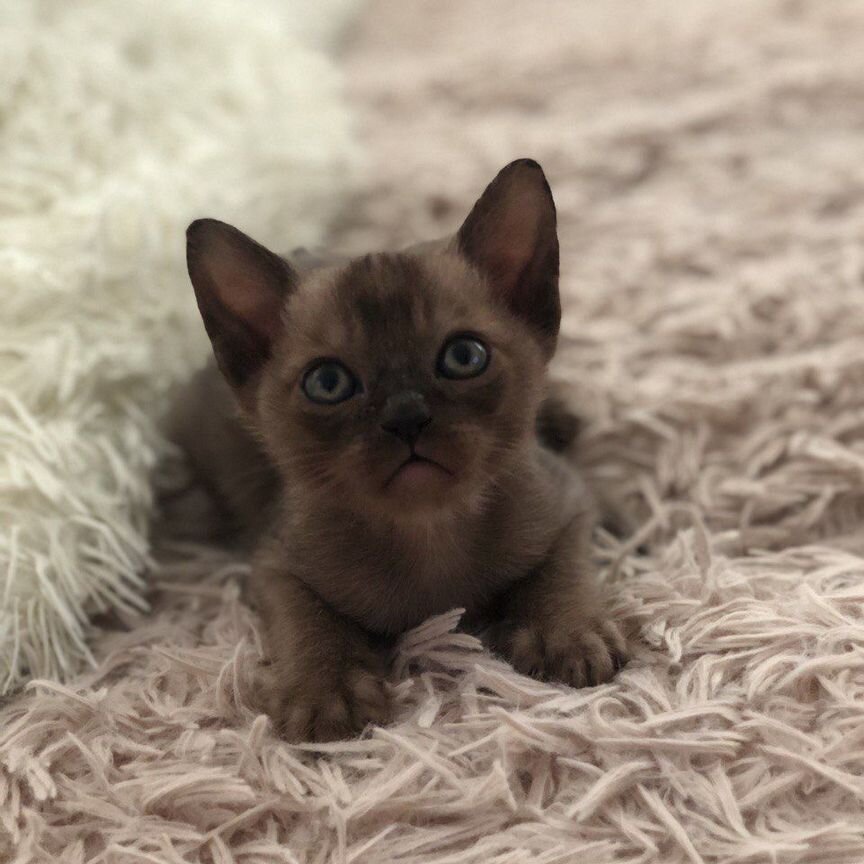Бурманские котята