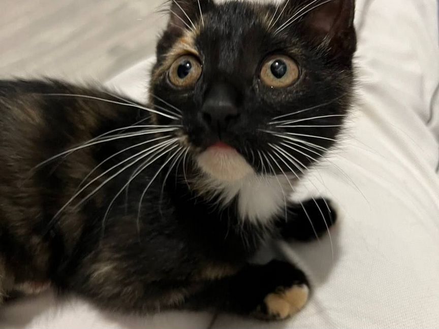 Котёнок в добрые руки. Девочка. 3 месяца