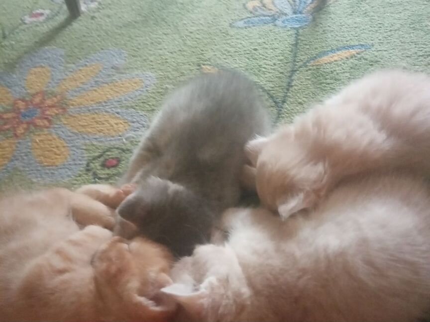 Отдам котенка в добрые руки