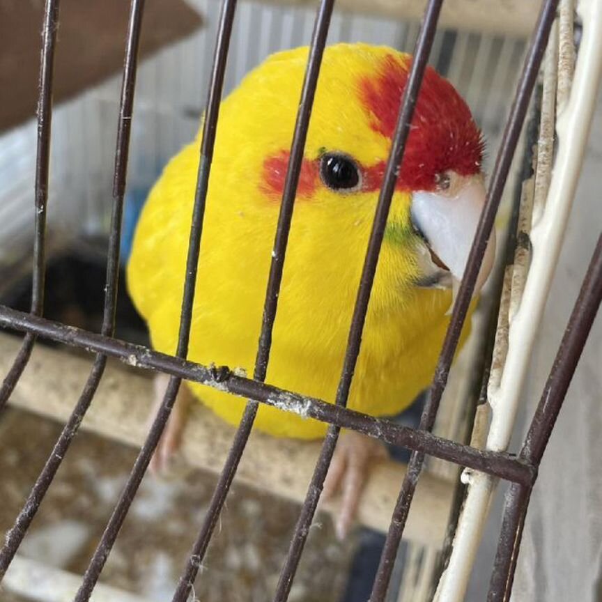 Попугай какарик