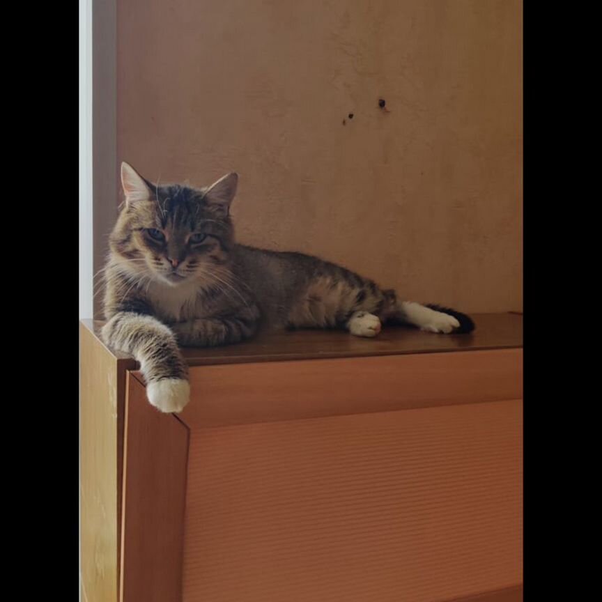 Котик симпатичный, ласковый, маленький рост